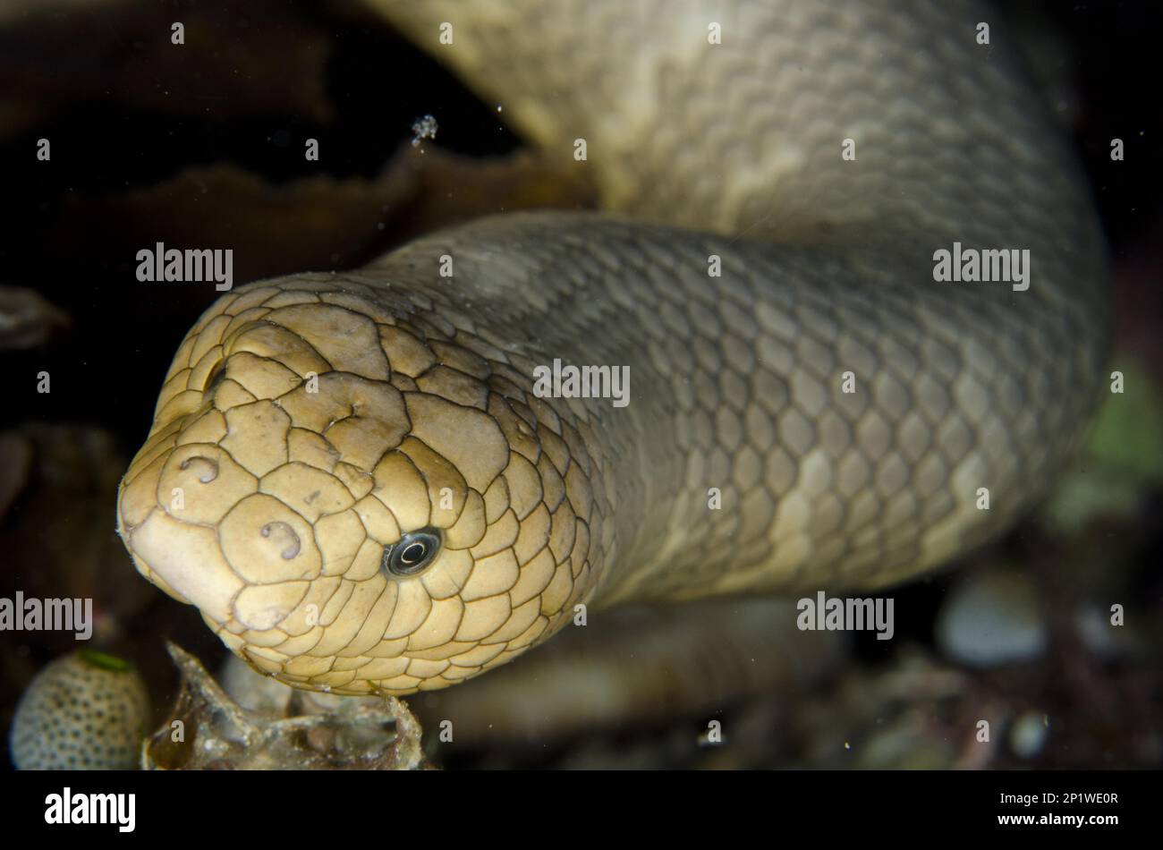 Olive Sea Snake (Aipysurus laevis), Olive olive sea snake, Other ...