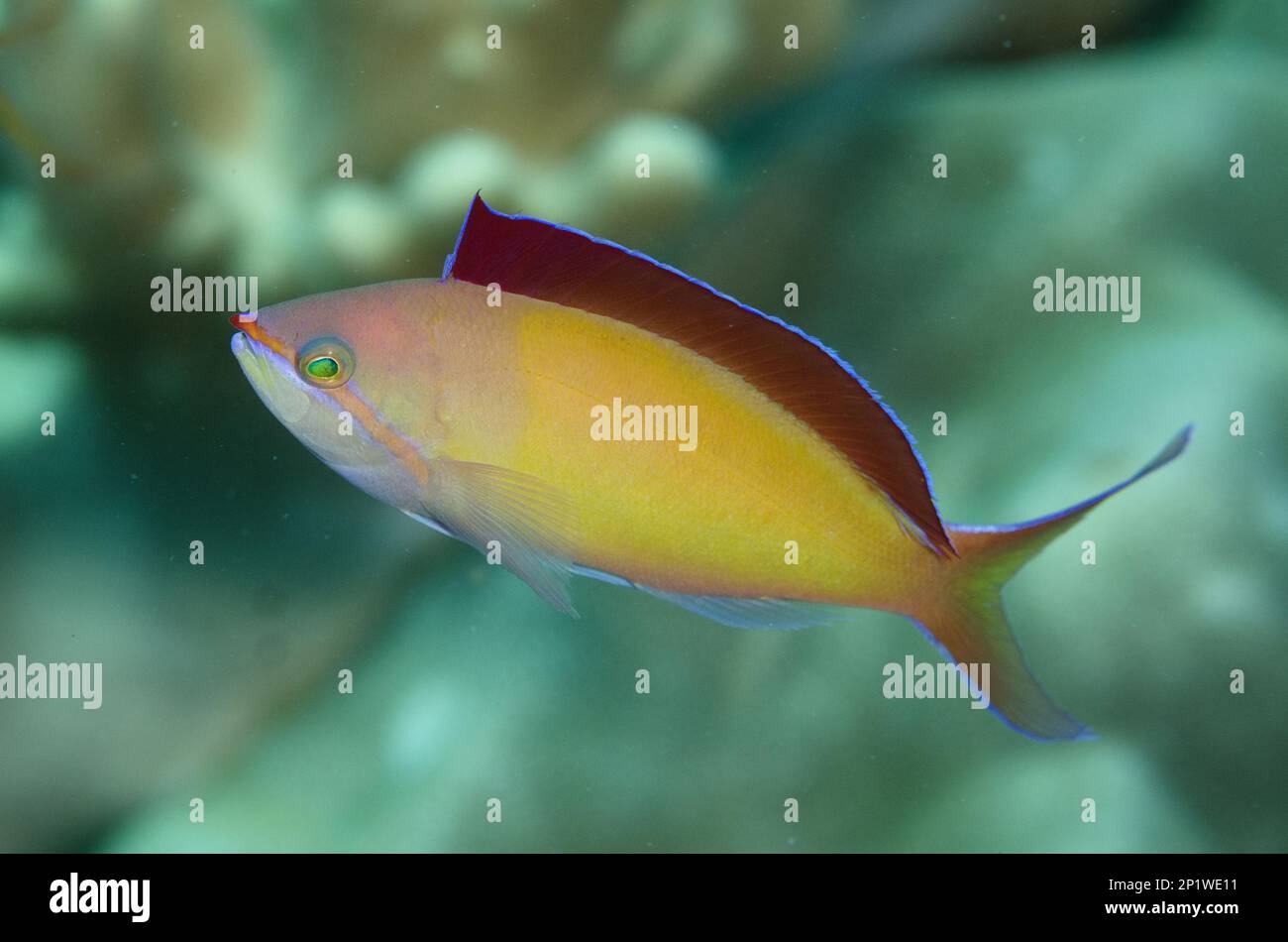 Sickleback hi-res stock photography and images - Alamy