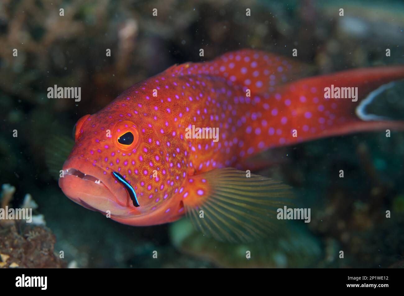 Lyre-tail grouper (Variola albimarginata) cleaned by the immature ...