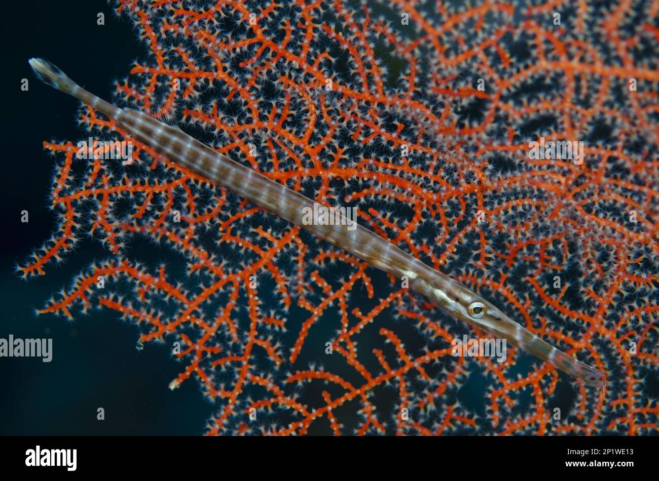 Chinese trumpetfish (Aulostomus chinensis) (Pisces), Banda, Indonesia ...
