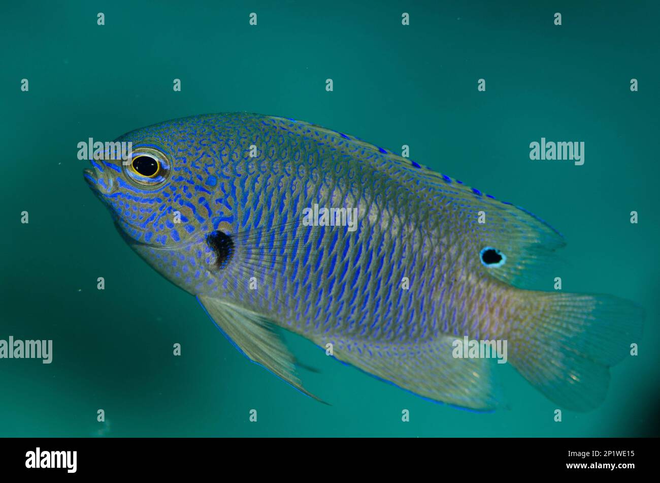 Nagasaki damselfish (Pomacentrus nagasakiensis), Other animals, Fish ...