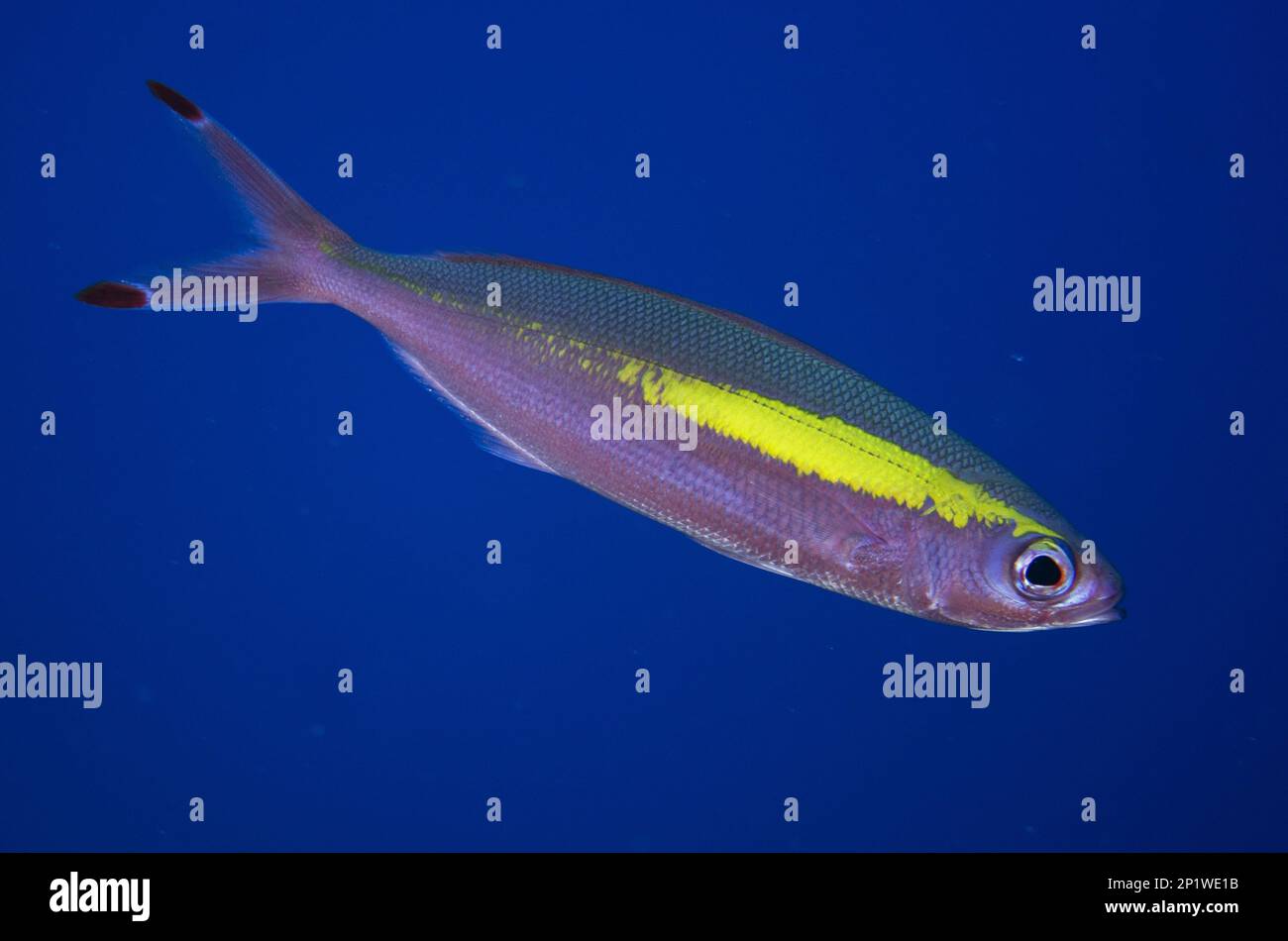 Wide-band fusilier (Pterocaesio lativittata), Other animals, Fishes ...