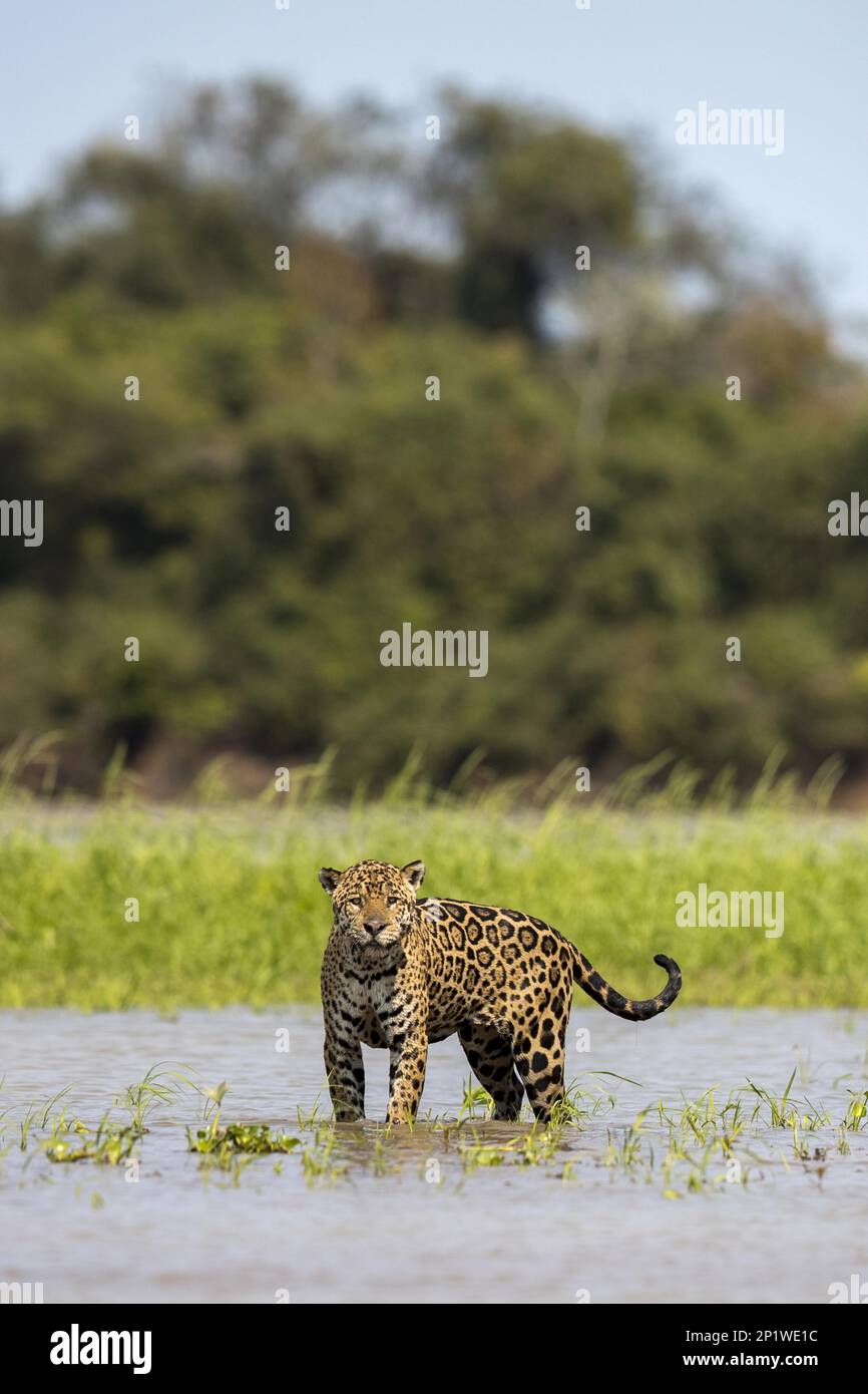 Parana jaguar, south american jaguar (Panthera onca palustris ...