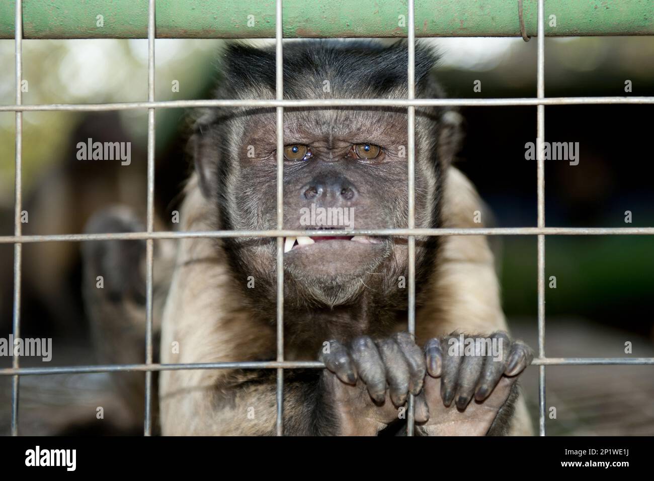 Capuchin, capuchin monkey, capuchin monkeys, monkeys, capuchins ...