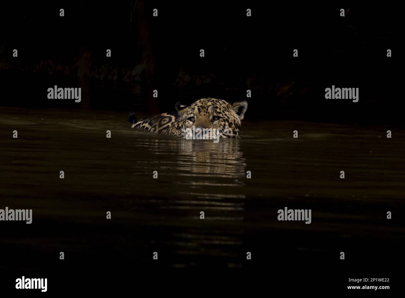 Parana jaguar, south american jaguar (Panthera onca palustris ...