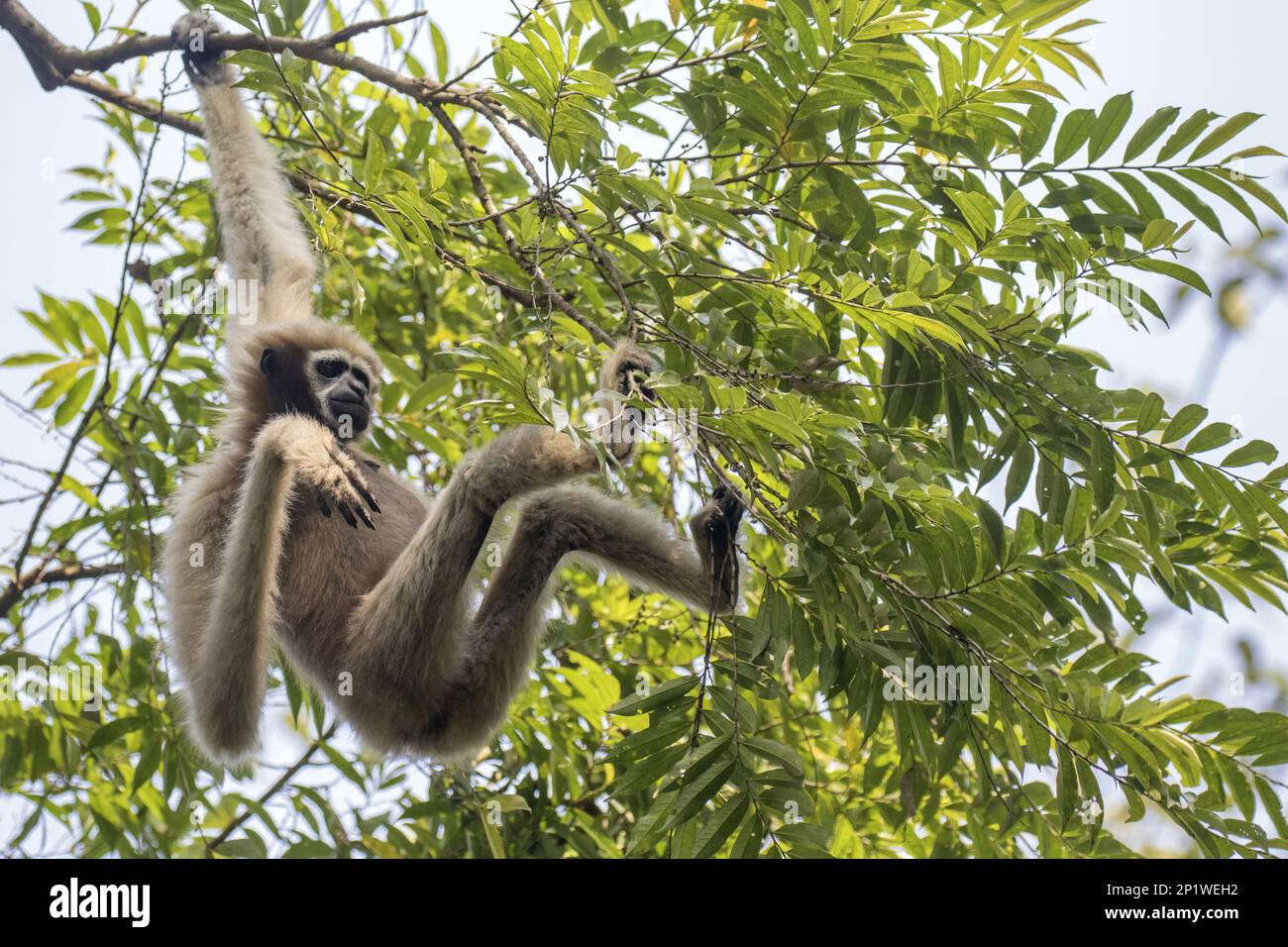 Western hoolock gibbon (Hooolock hoolock), adult female hanging in tree ...
