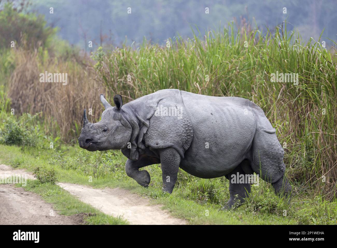 ungulates, rhinoceroses, rhinoceros, mammals, animals, odd-toed ...