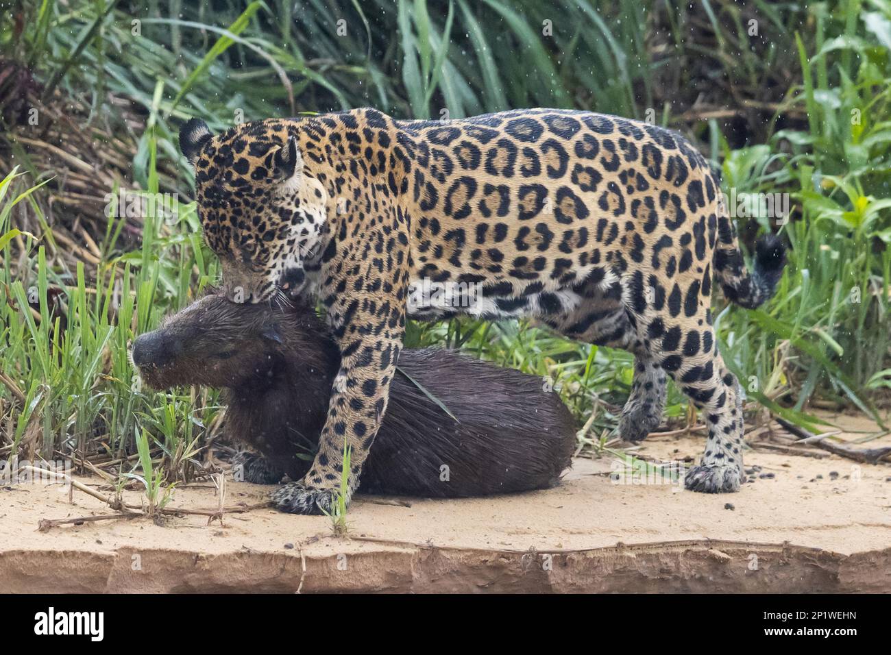 Adult south american jaguar (Panthera onca palustris), dragging ...