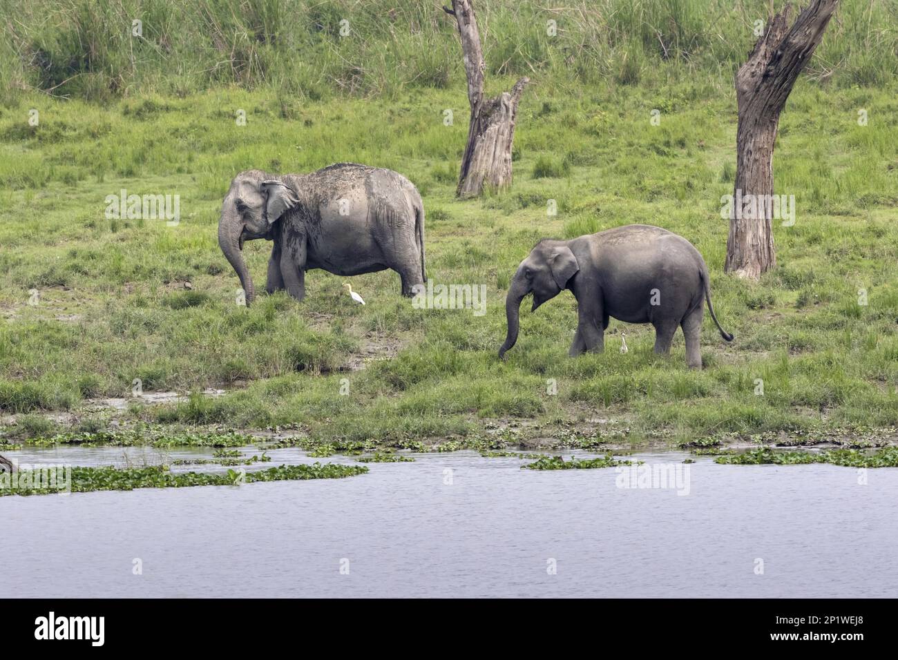 Asian elephant, Indian elephant, asian elephants (Elephas maximus ...