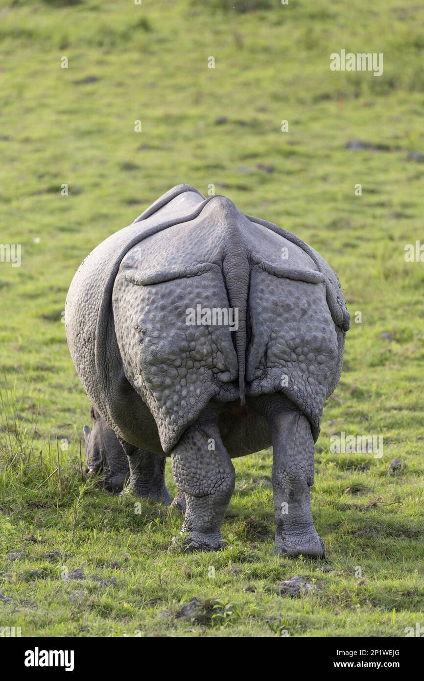 Indian rhinoceros (Rhinoceros unicornis), adult grazing, dorsal view ...