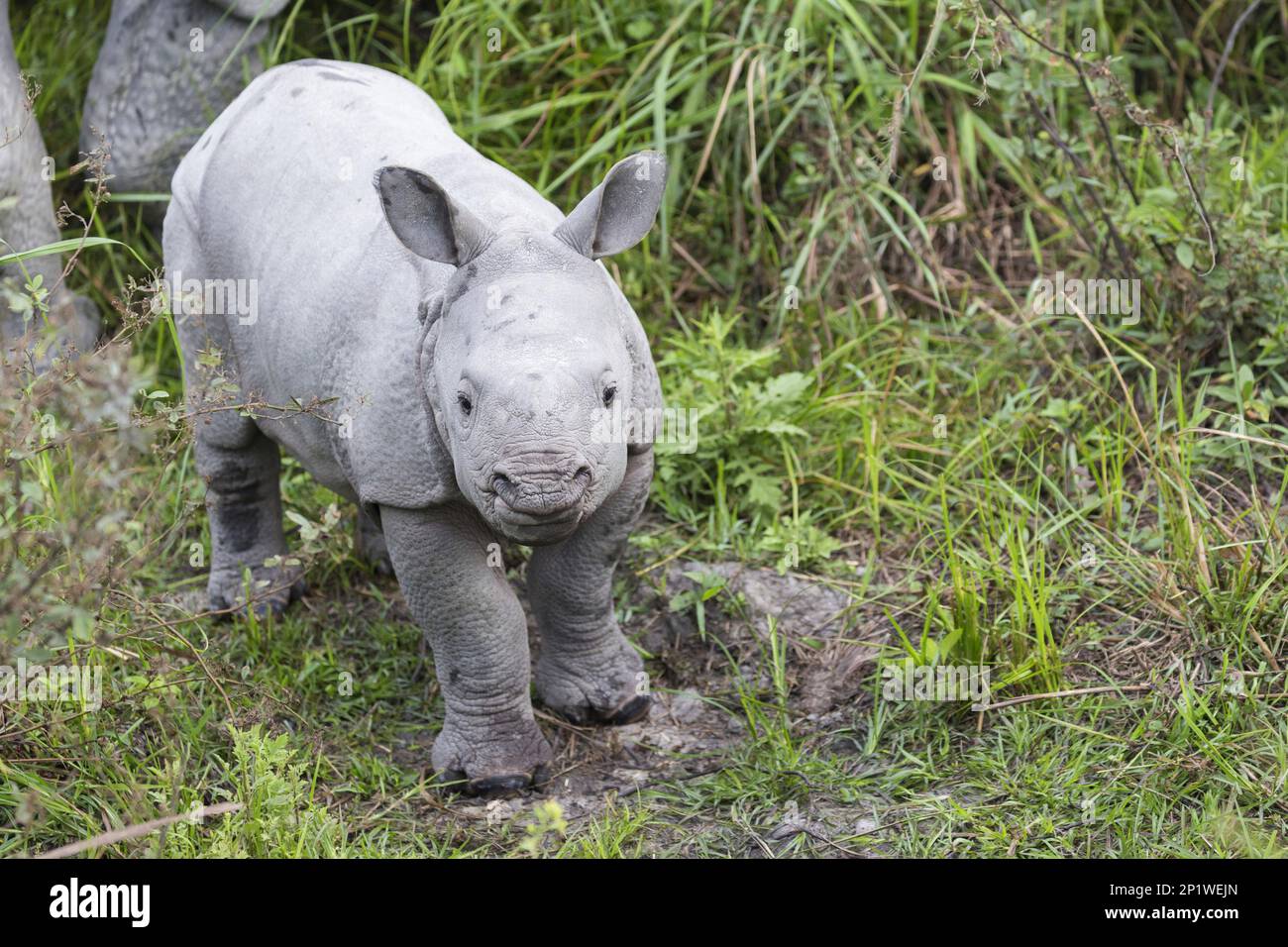 Indian rhinoceros (Rhinoceros unicornis), young rhinoceros standing in ...