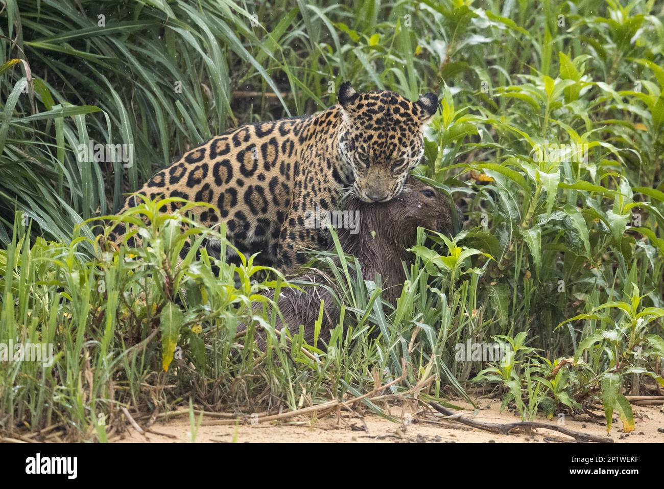 Jaguar prey catch hi-res stock photography and images - Alamy