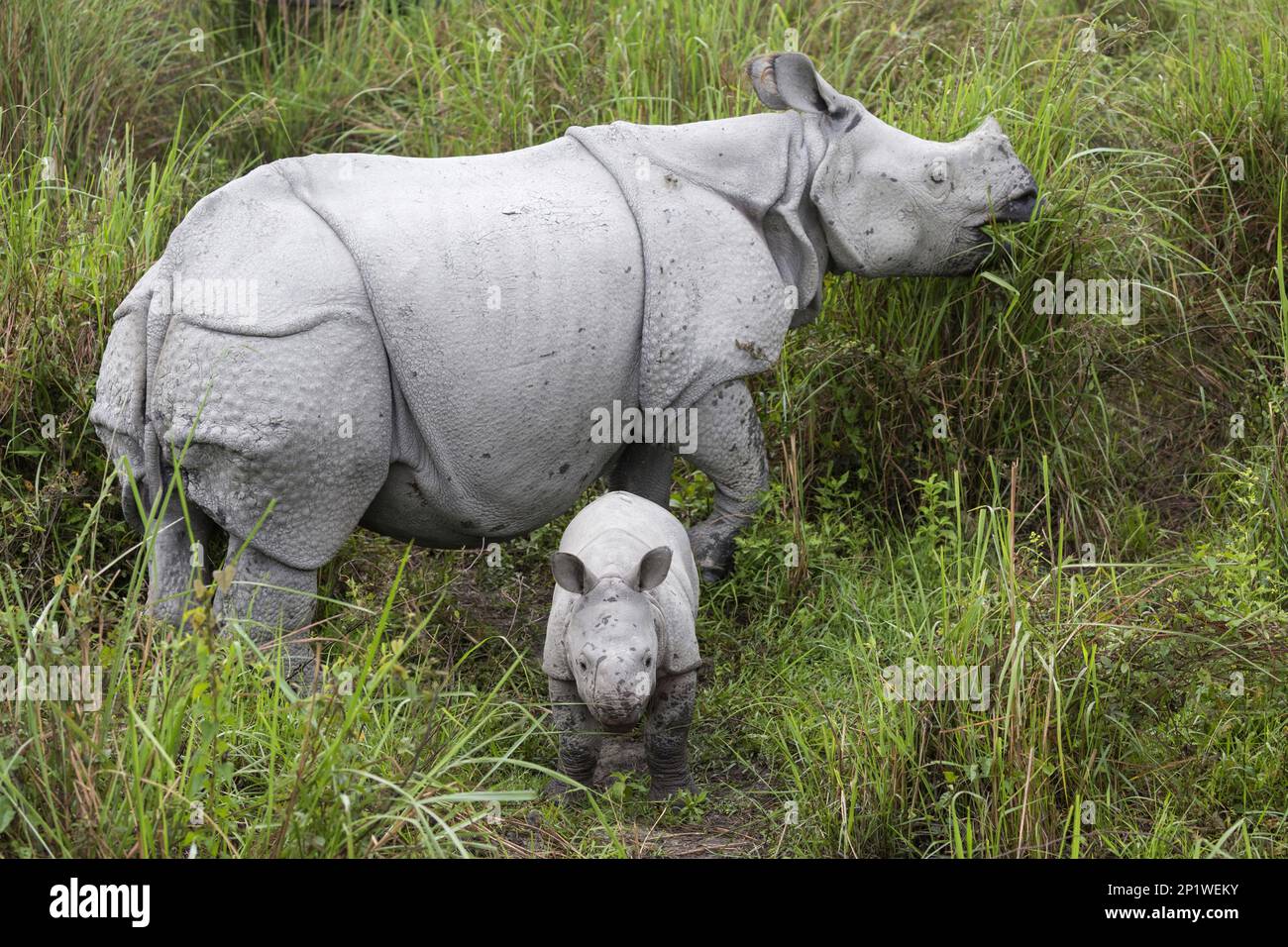 Indian rhinoceros (Rhinoceros unicornis), adult female with young ...