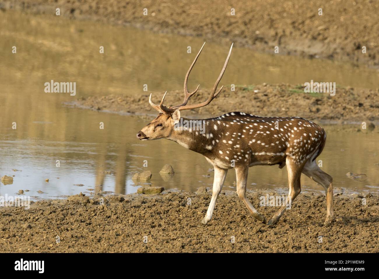 Cervus axis, axis deer (axis axis), chital, deer, ungulates, even-toed ...
