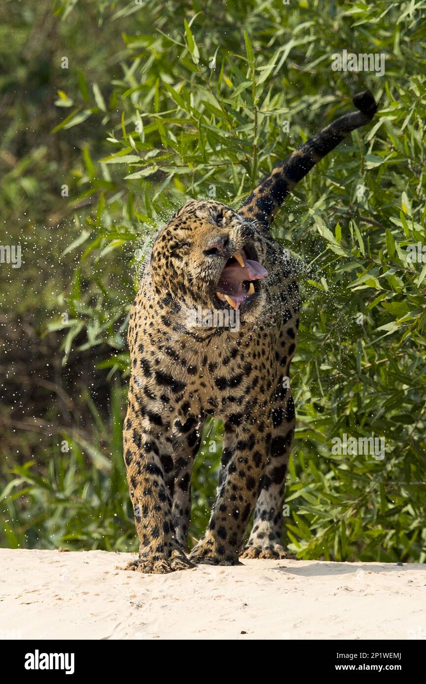 Parana jaguar, south american jaguar (Panthera onca palustris ...