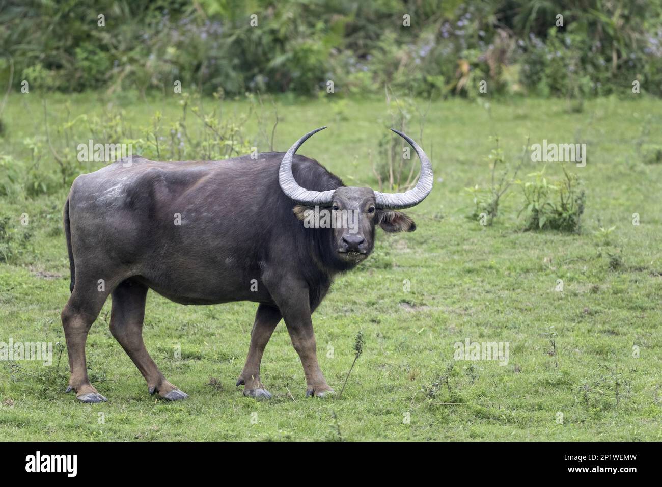 Wild water buffalo (Bubalus arnee), adult standing on grass, Kaziranga ...