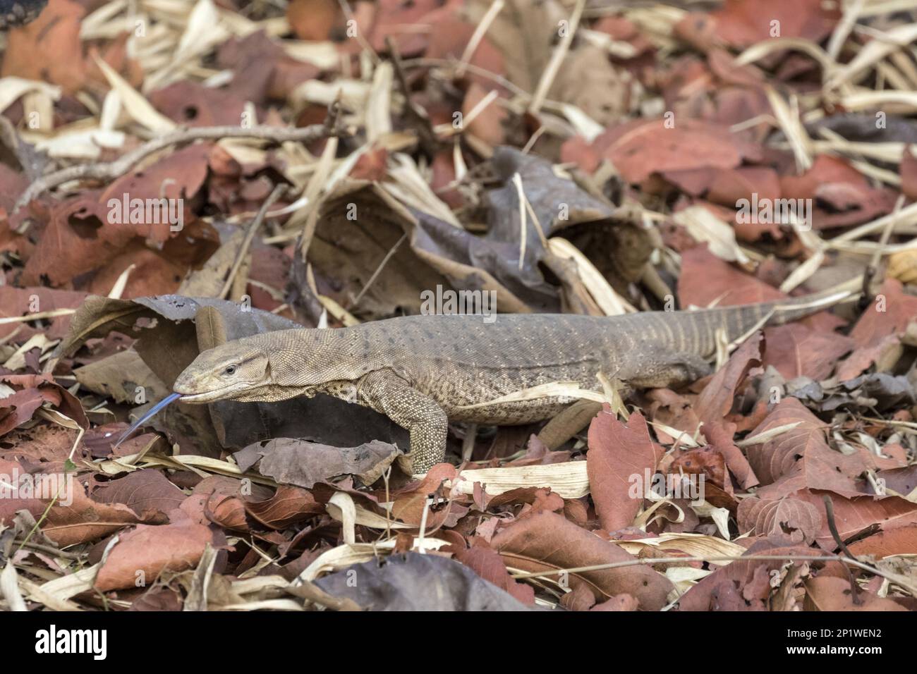 Bengal bengal monitor (Varanus bengalensis), adult migrant on forest ...