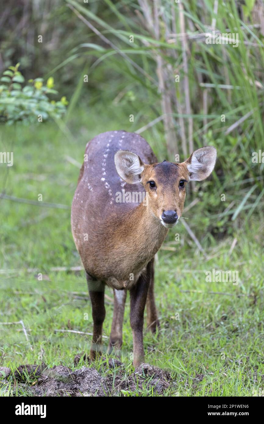 Hog deer (Axis porcinus), adult female standing in grass, Kaziranga ...