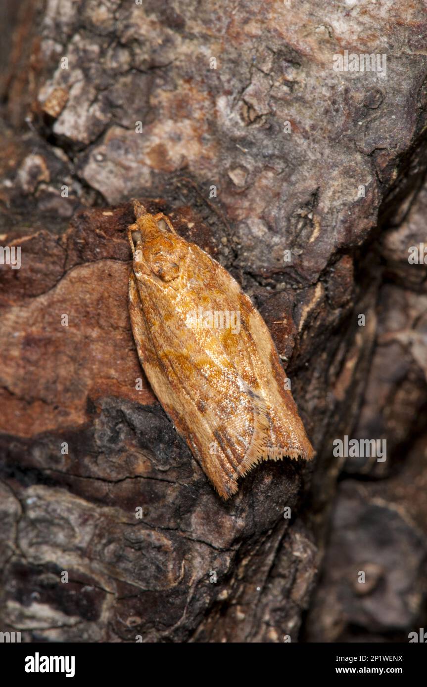 An orange example of the extremely variable light brown apple moth ...