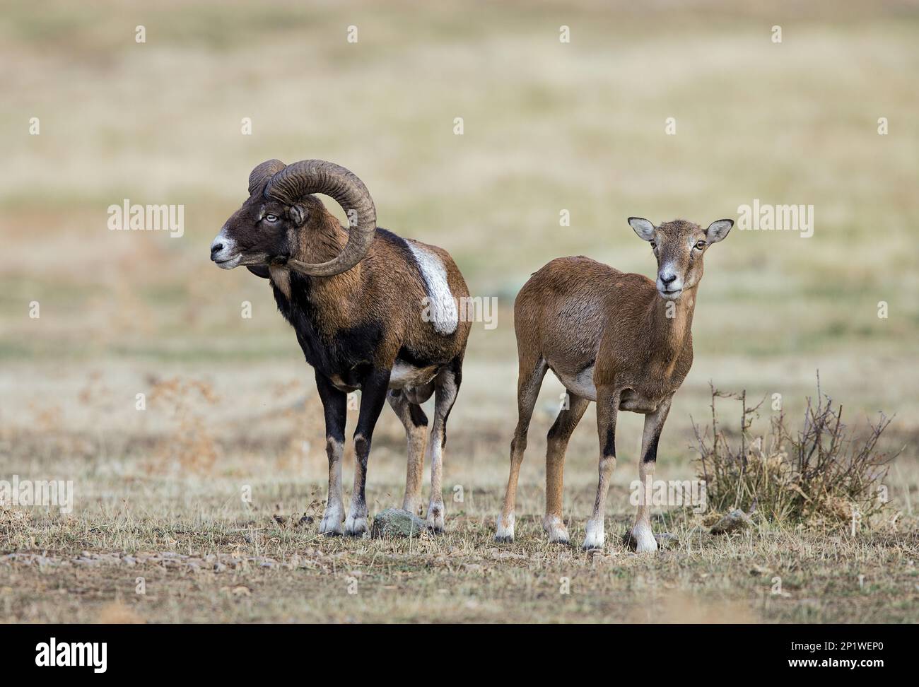 Argali female hi-res stock photography and images - Alamy