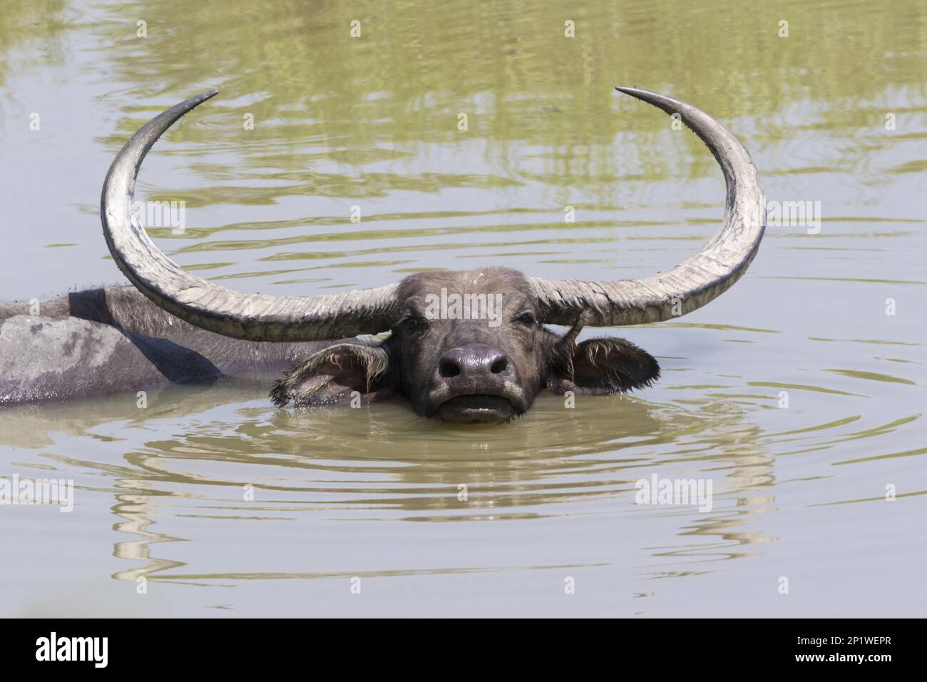 Water buffalo (Bubalus arnee) bathing in waterhole, Kaziranga National ...