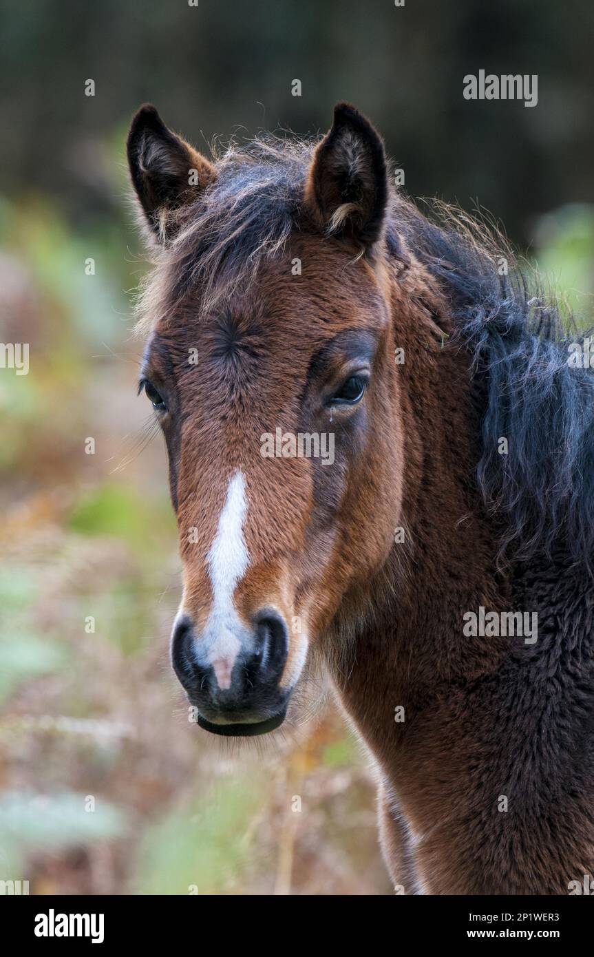 A close up on the head of a New Forest Pony (Equus caballus) foal in ...