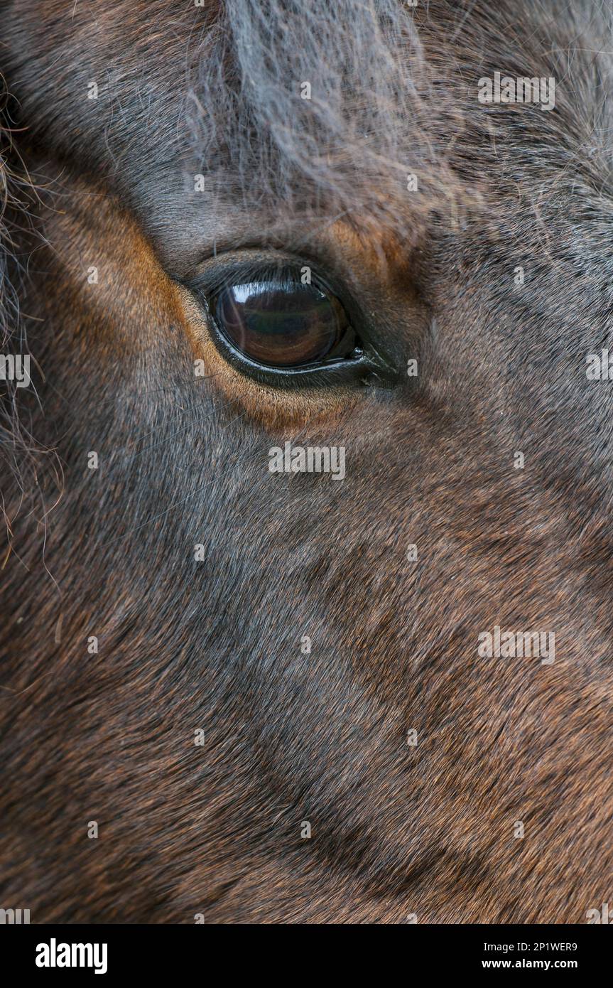 A close up on the eye of a New Forest Pony (Equus caballus) in the New ...
