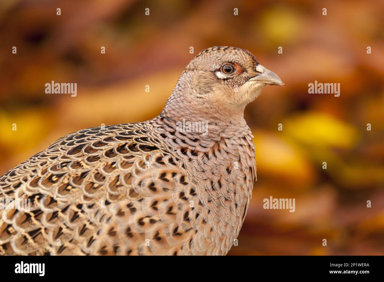 Head and shoulders of a pheasant (Phasianus colchicus), adult female ...