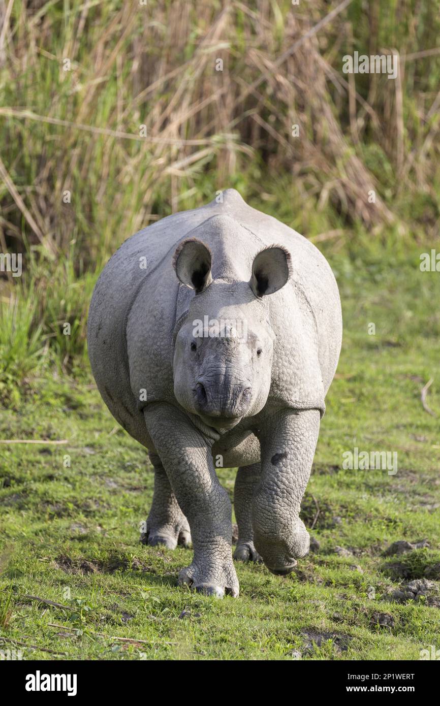 Indian rhinoceros (Rhinoceros unicornis), young in grassland, Kaziranga ...
