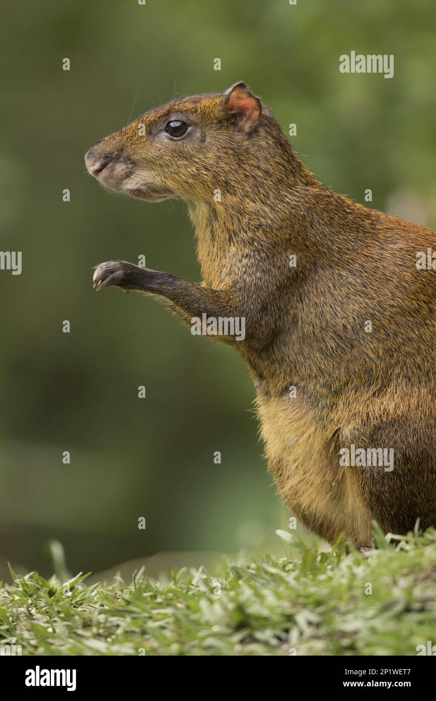 Central american (agouti), Central American agouti (Dasyprocta punctata ...