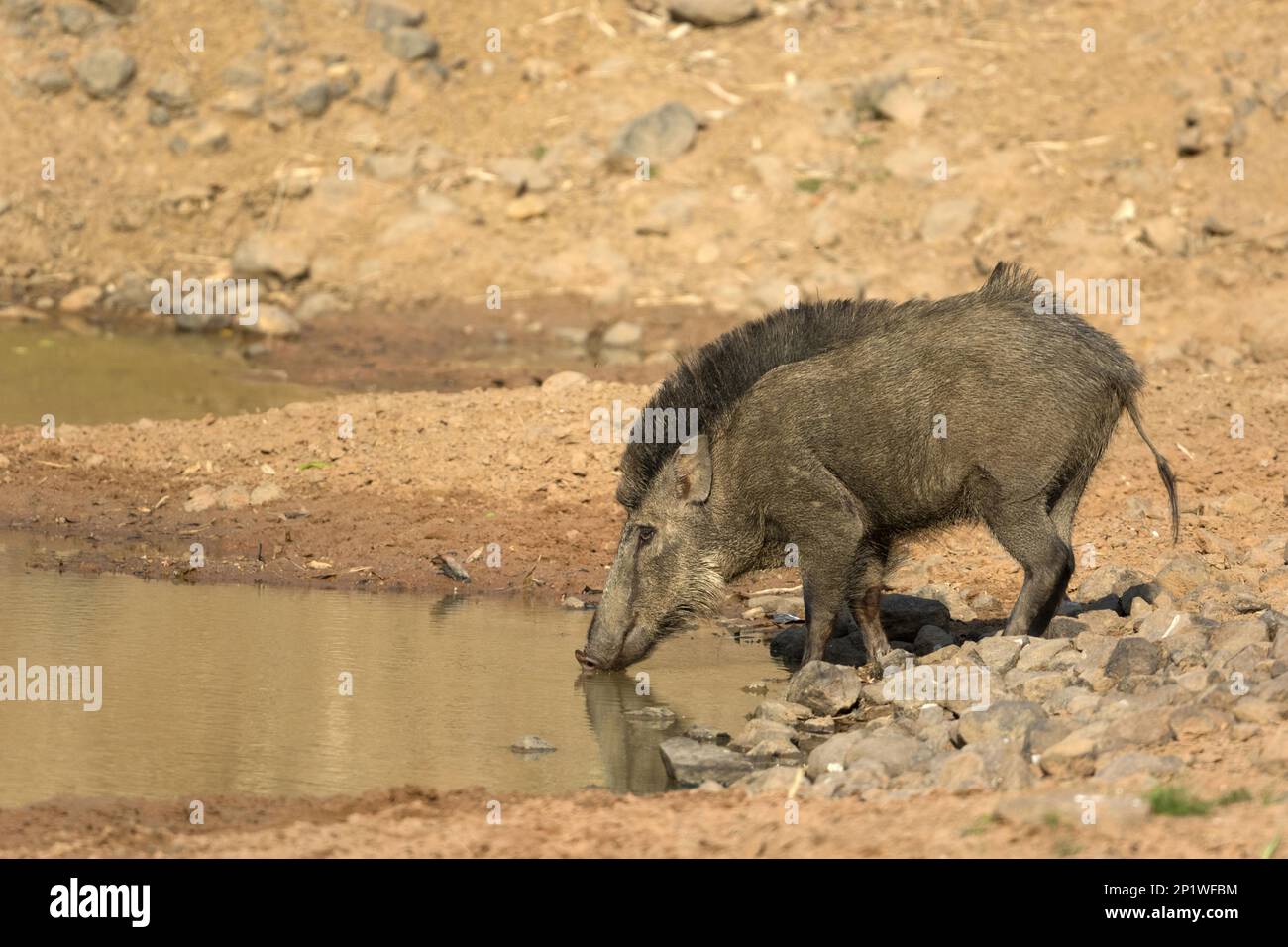 Indian pig hi-res stock photography and images - Alamy