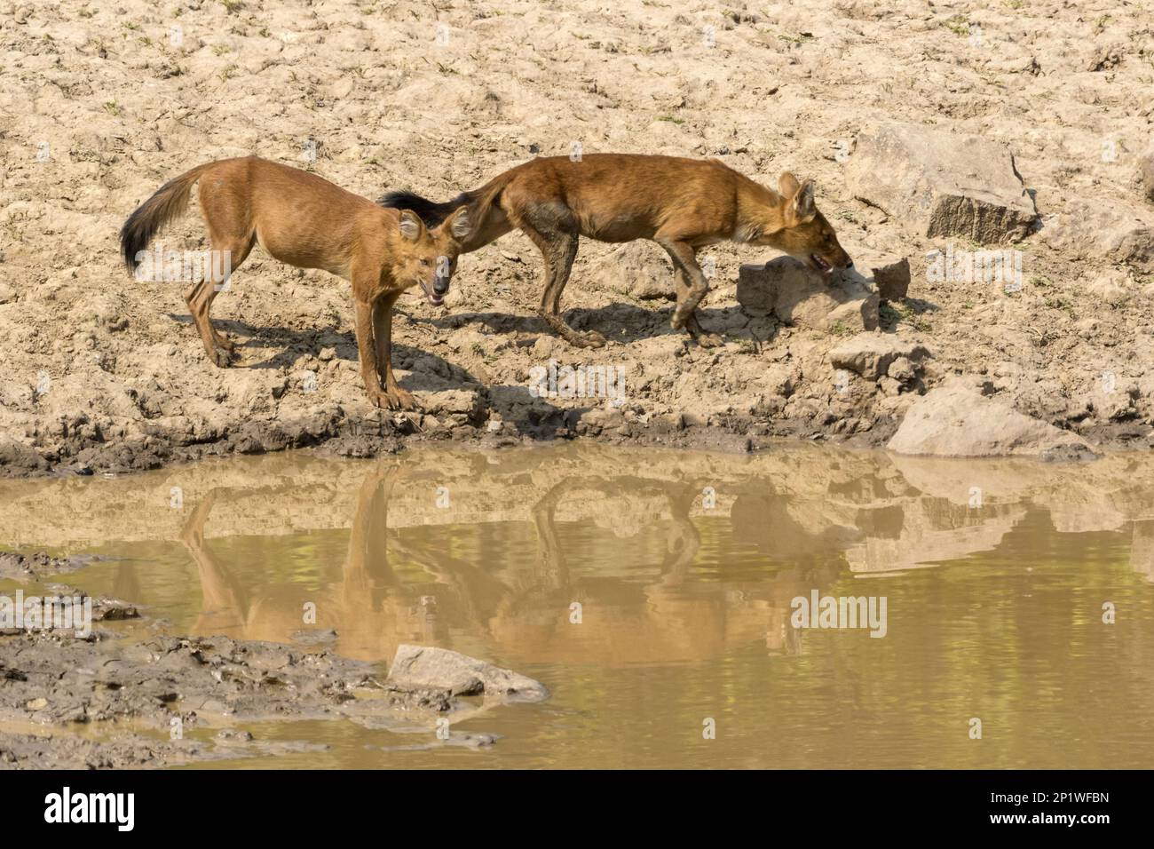 Dhole (Cuon alpinus), dhole, Asian wild dogs, red dog, red dogs, dog ...