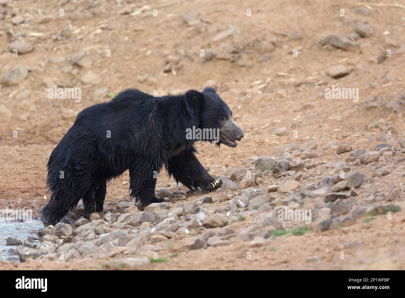 Ursus ursinus, sloth bear, sloth bears (Melursus ursinus), bears ...