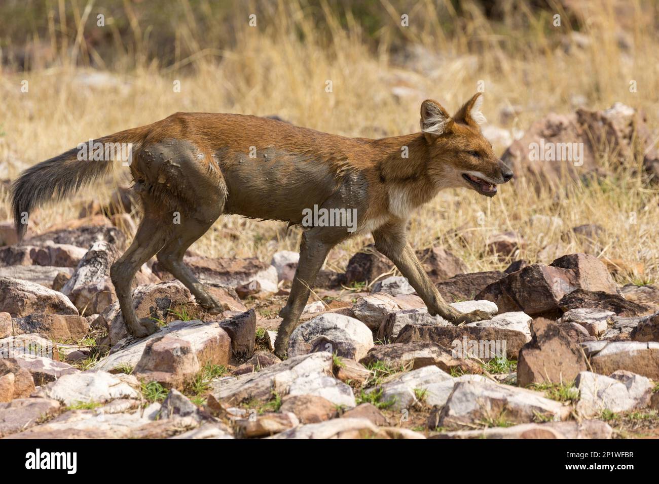 Dhole (Cuon alpinus), dhole, Asian wild dogs, red dog, red dogs, dog ...