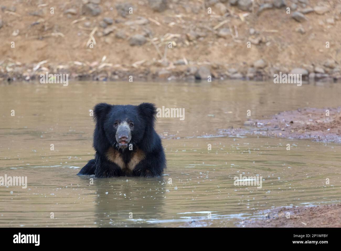 Ursus ursinus, sloth bear, sloth bears (Melursus ursinus), bears ...
