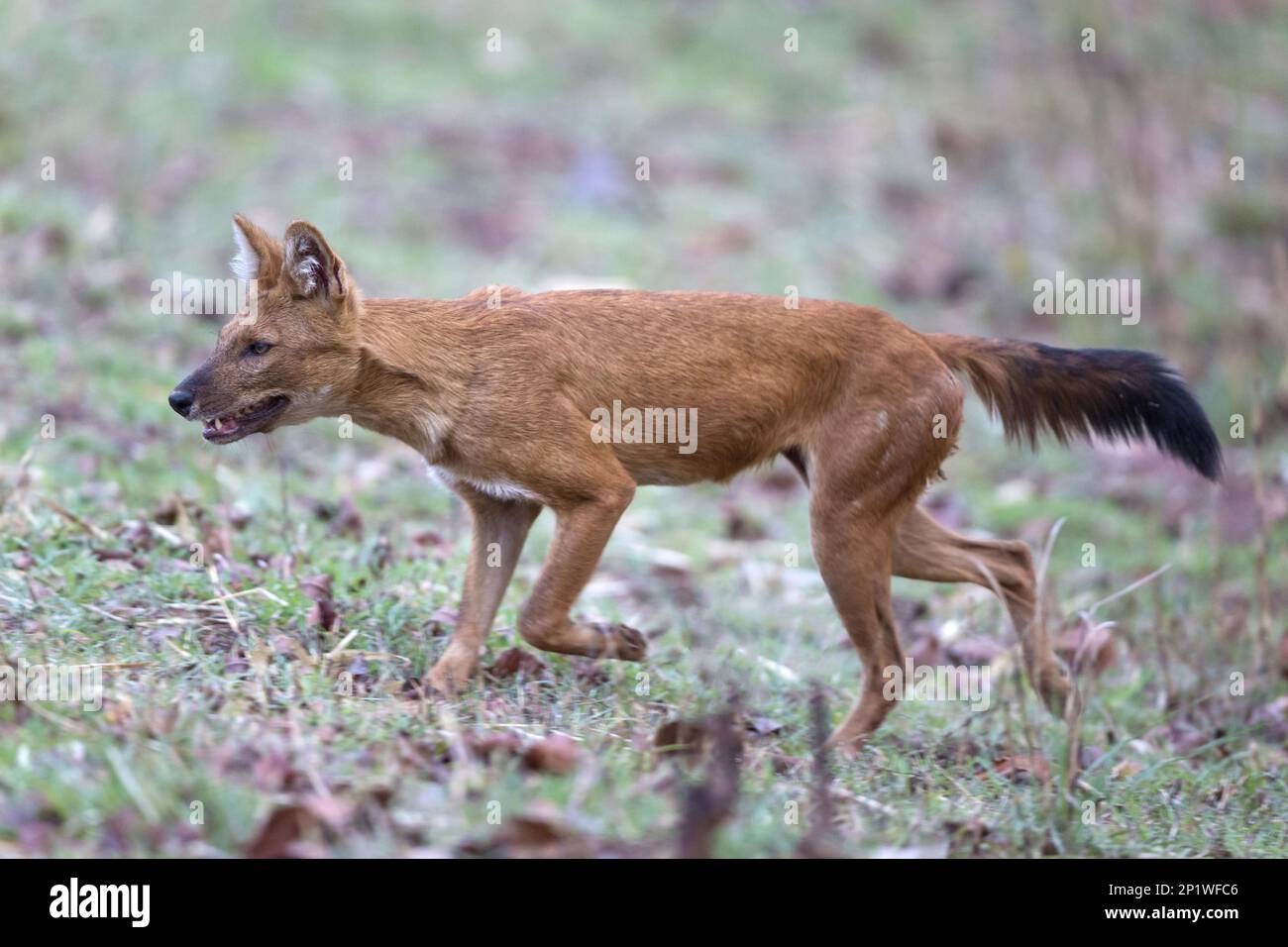 Dhole (Cuon alpinus), dhole, Asian wild dogs, red dog, red dogs, dog ...