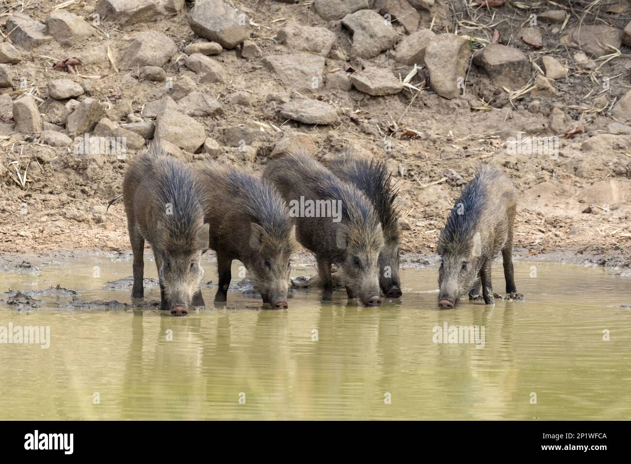 Indian pig hi-res stock photography and images - Alamy