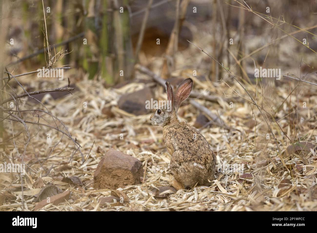 Indian hare, Black-naped hare, Indian hare, Black-naped hare (Lepus ...