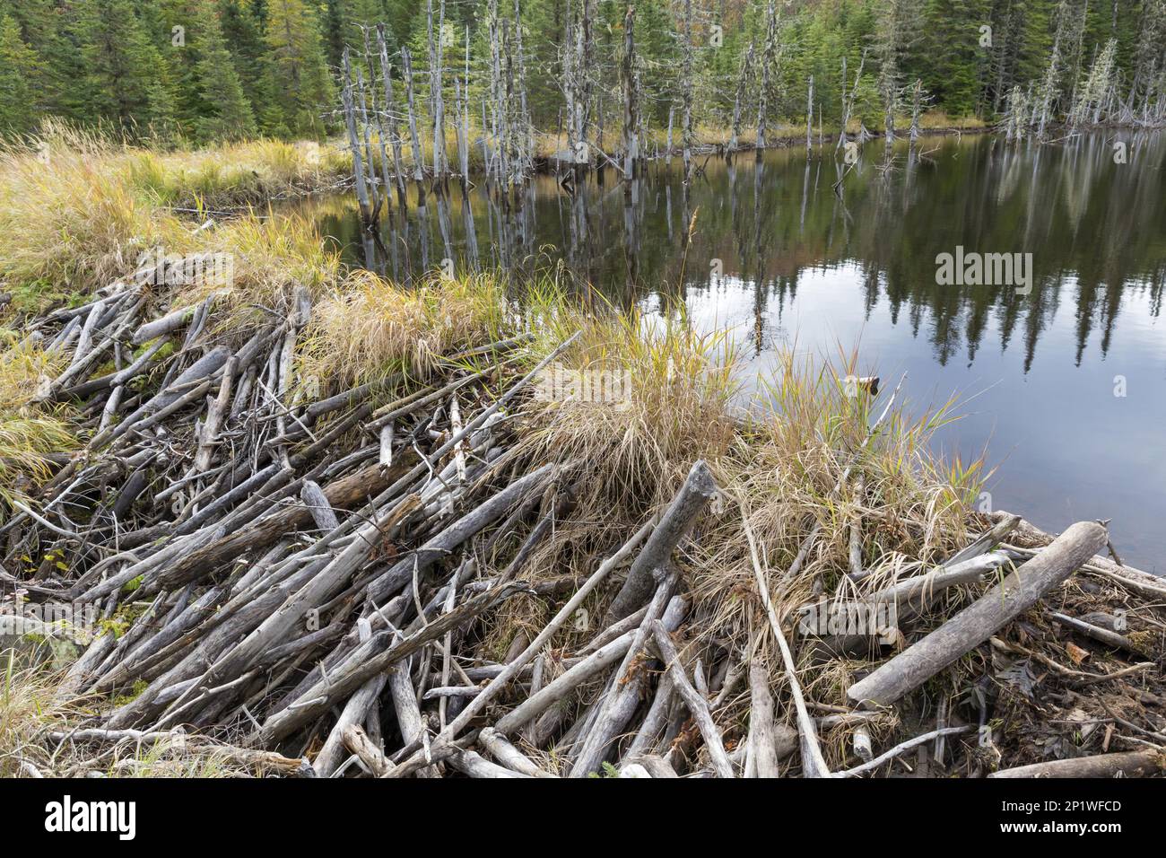 Dam of a North American beaver (Castor canadensis), Jacques-Cartier ...