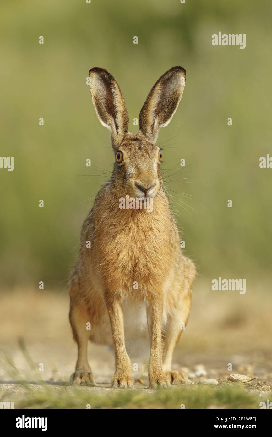 European hare, european hares (Lepus europaeus), hares, rodents ...