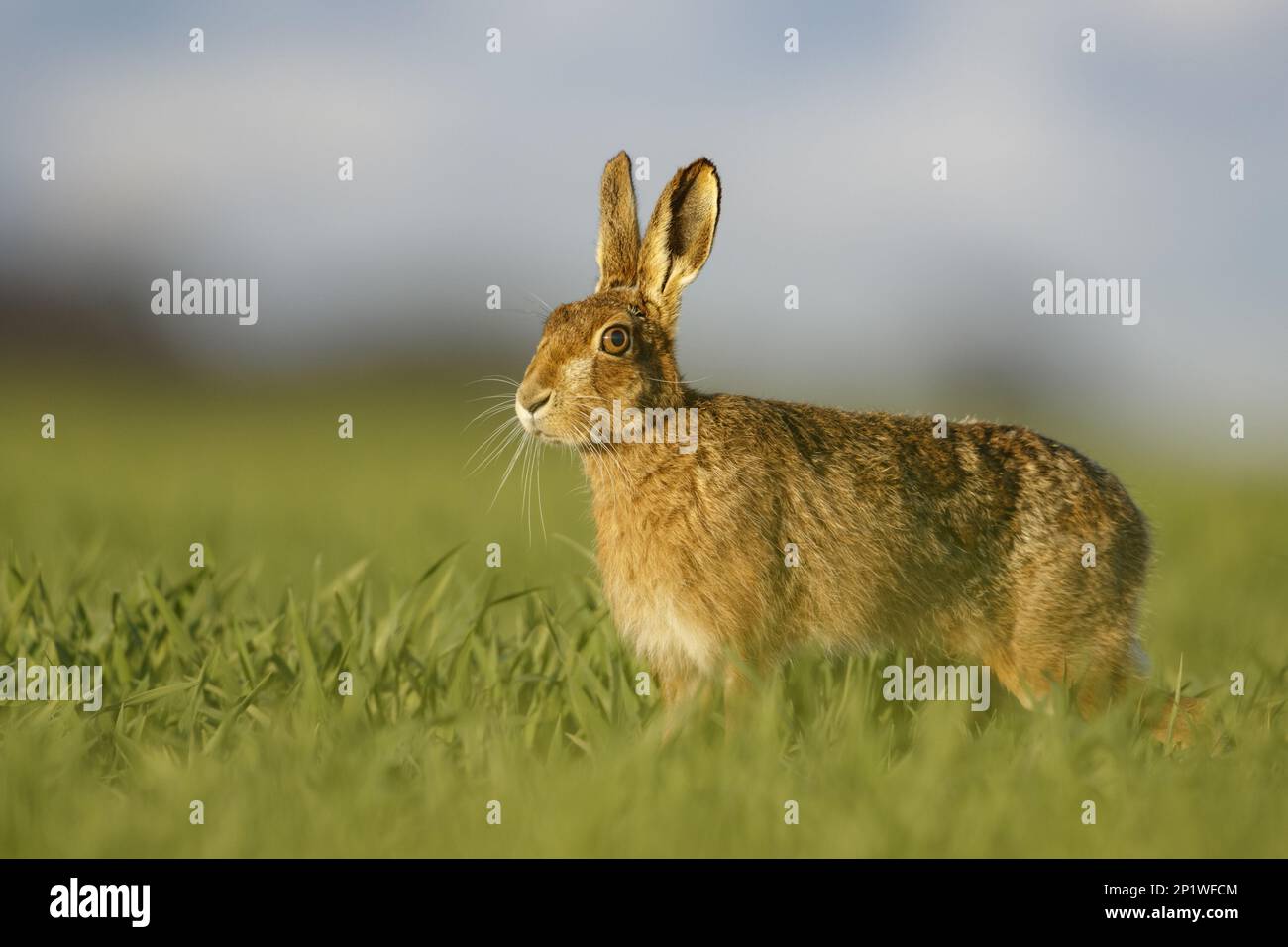 European hare, european hares (Lepus europaeus), Hares, Rodents ...