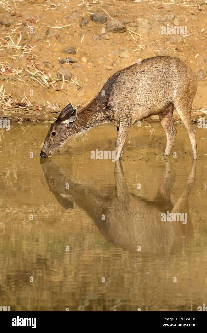 Sambar deer (Rusa unicolor), adult female drinking at waterhole, Tadoba ...