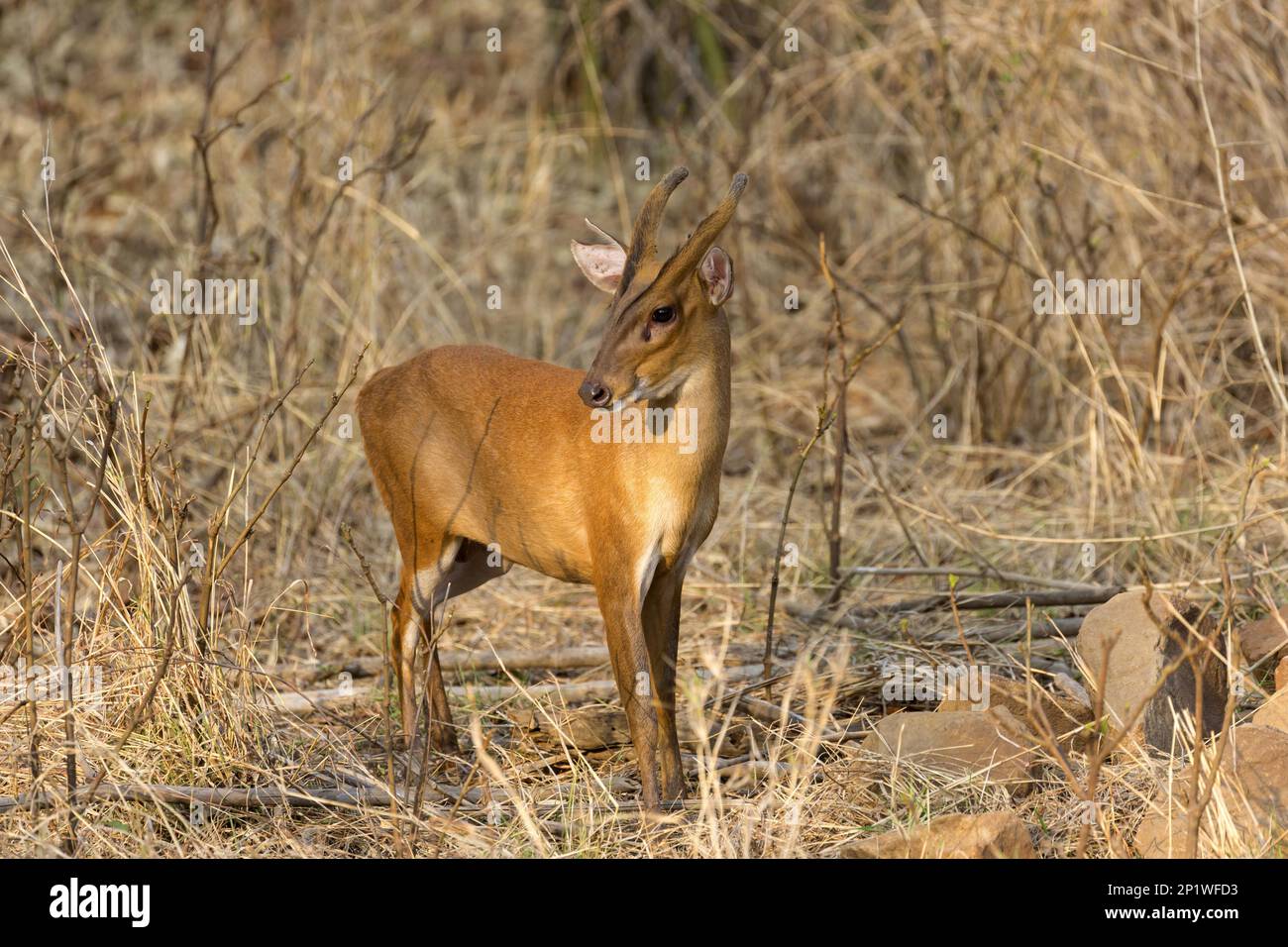 muntjac, Indian muntjac (Muntiacus), Indian muntjac, deer, ungulates ...