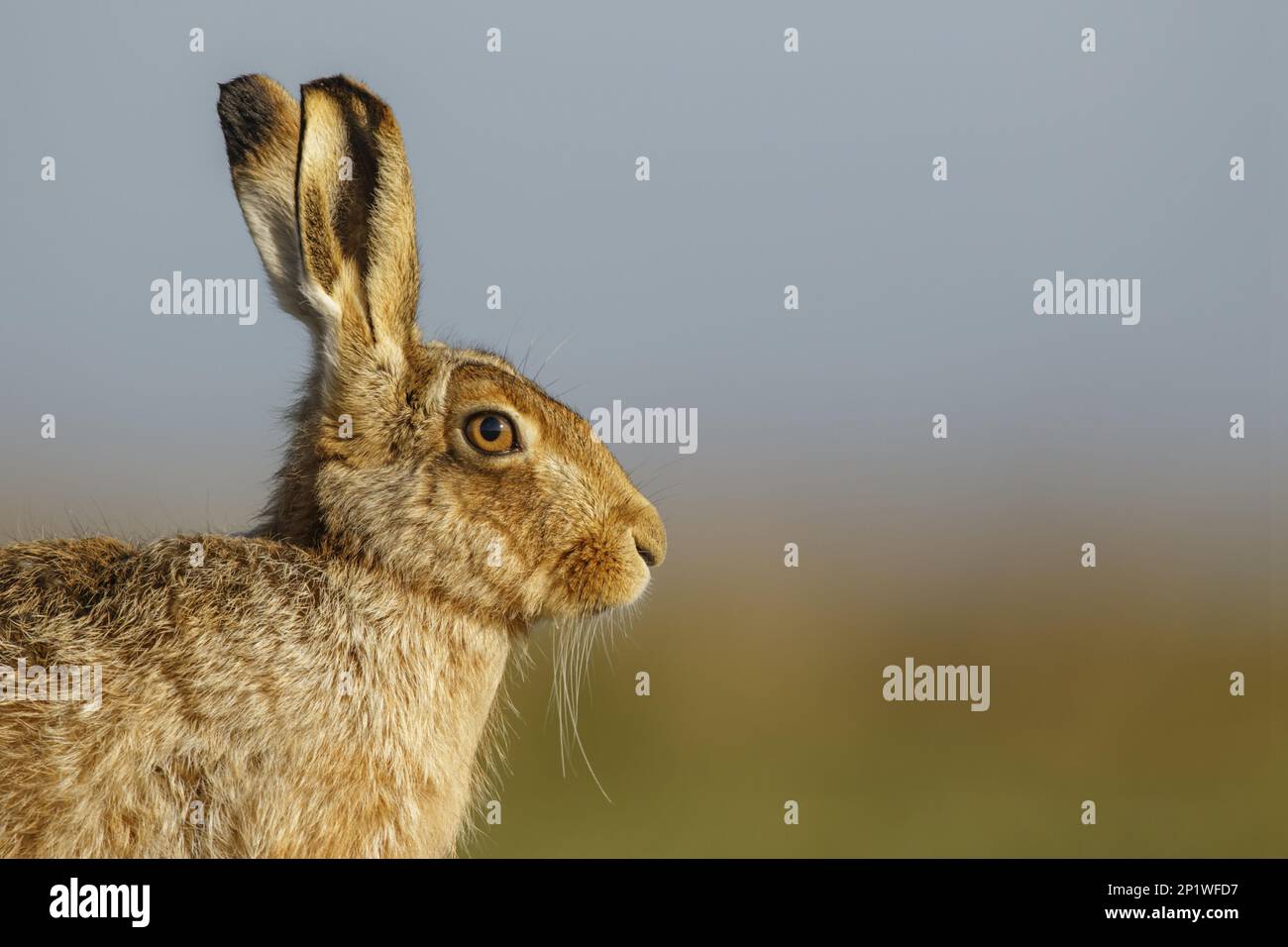 Hare side profile hi-res stock photography and images - Alamy