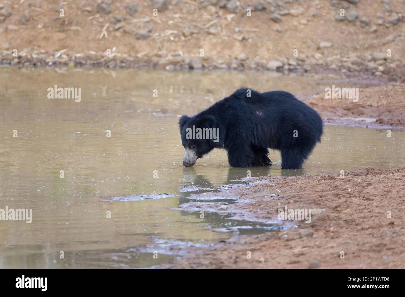 Ursus ursinus, sloth bear, sloth bears (Melursus ursinus), bears ...