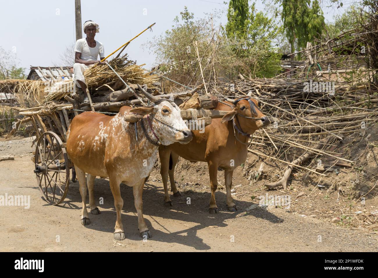 Man with bullock cart, Maharashtra, India Stock Photo - Alamy