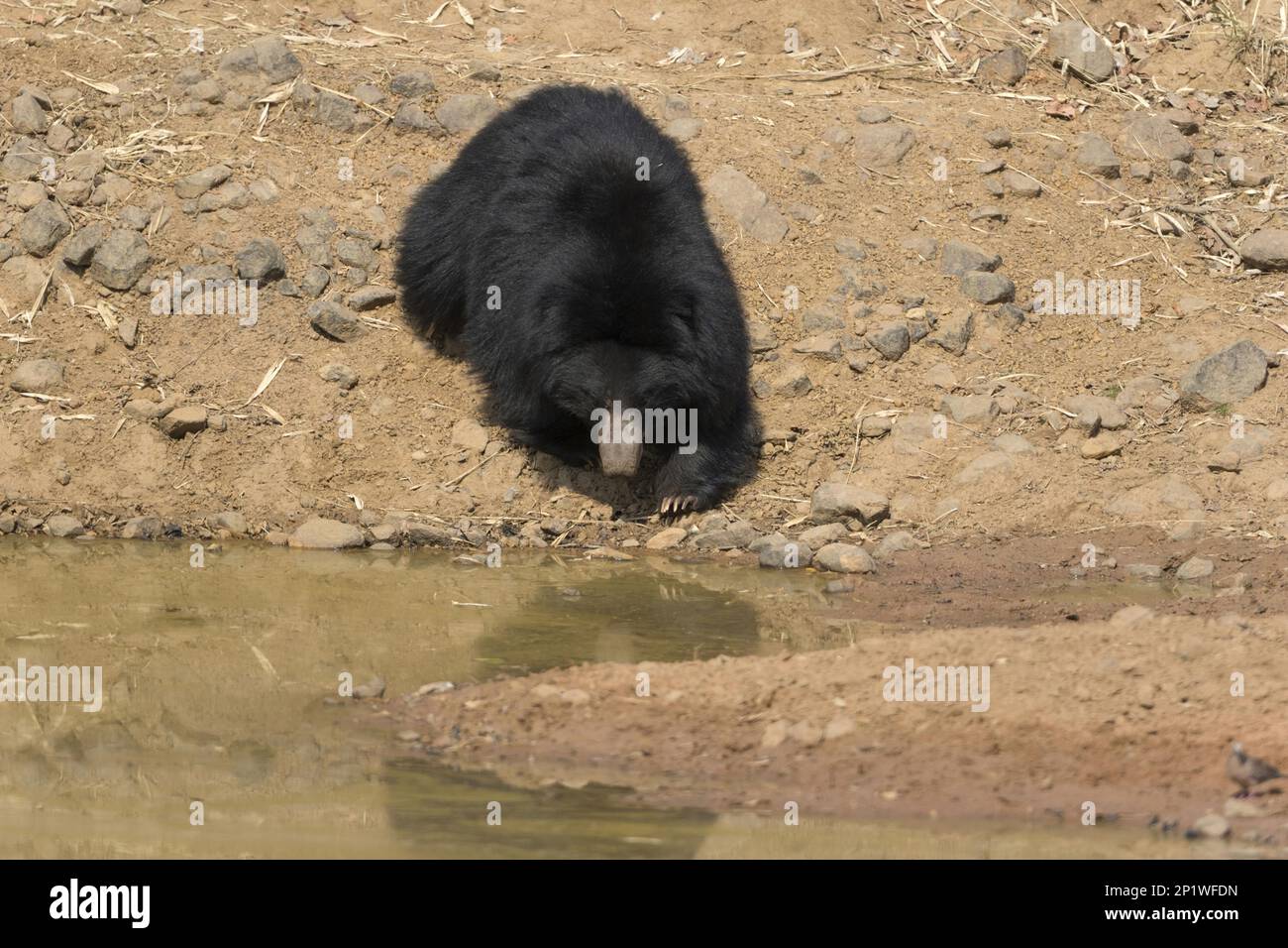 Ursus ursinus, sloth bear, sloth bears (Melursus ursinus), bears ...