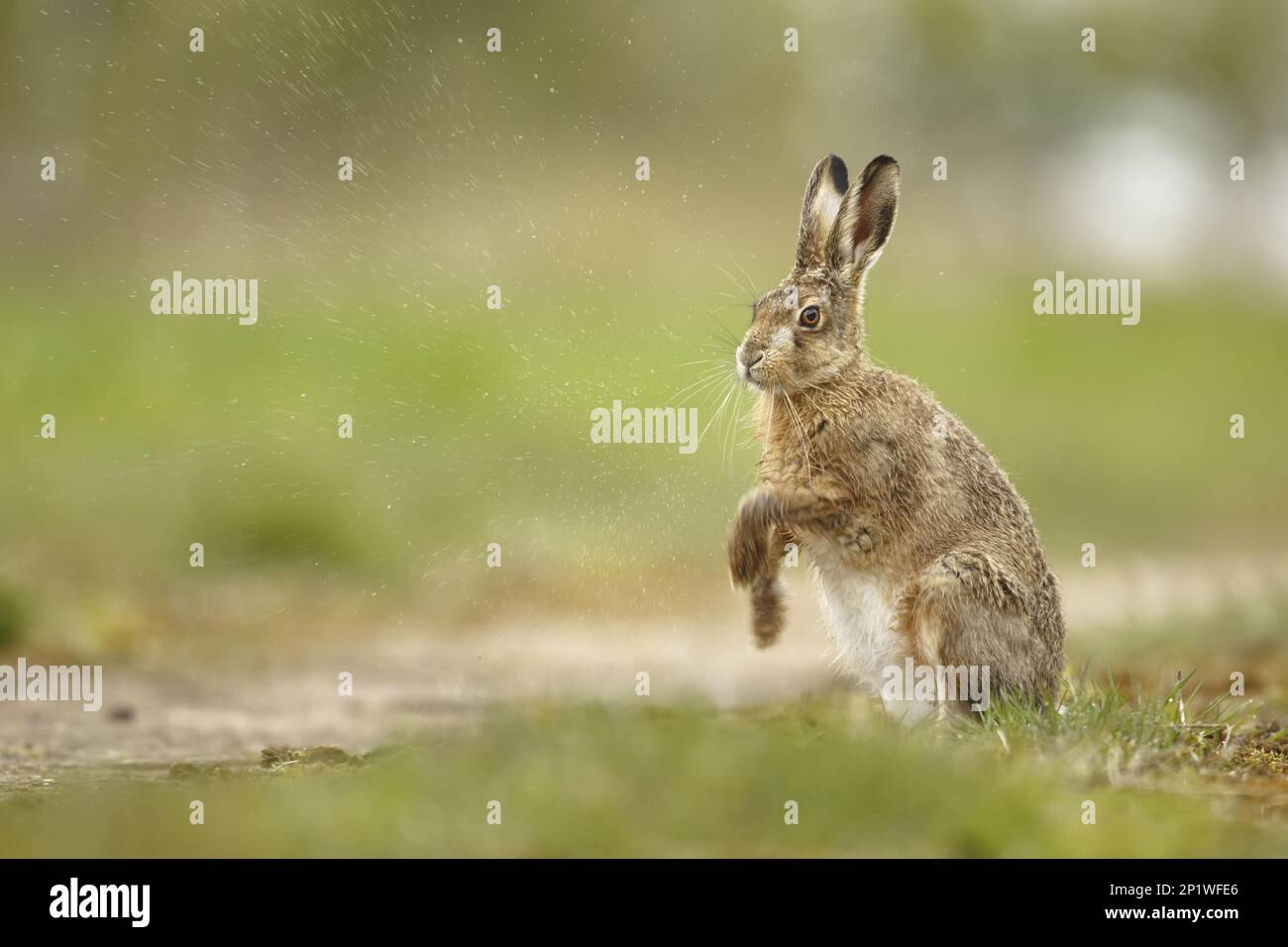 European hare (Lepus europaeus), a young animal flicking water from its ...