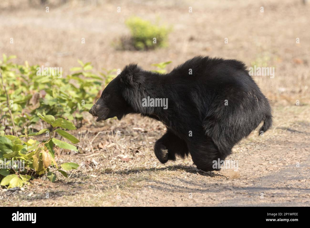 Ursus ursinus, sloth bear, sloth bears (Melursus ursinus), bears ...