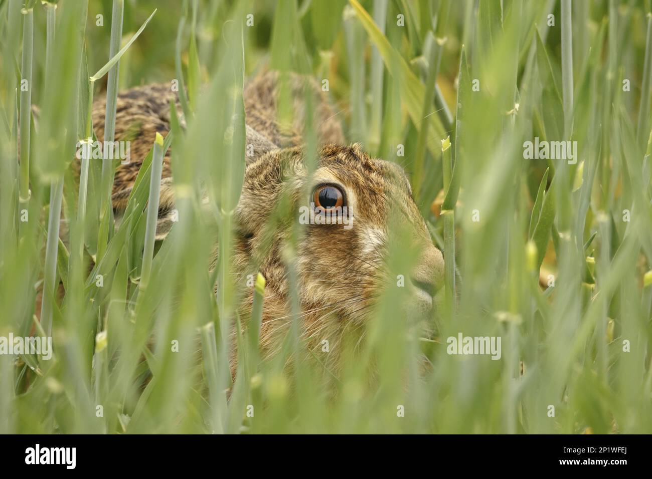 European hare, european hares (Lepus europaeus), Hares, Rodents ...